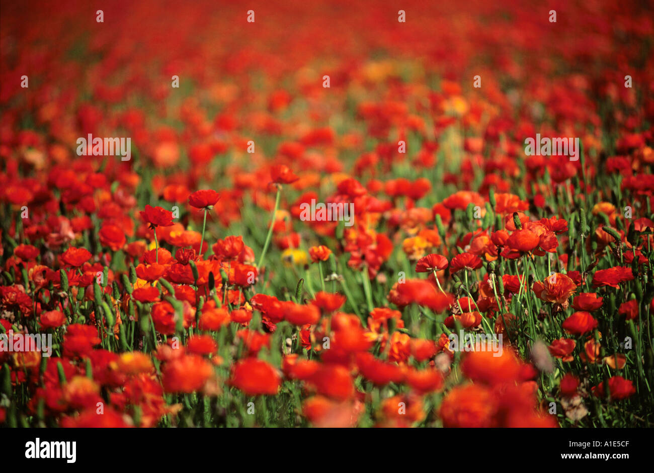 Field of ranunculus flowers Carlsbad California Stock Photo - Alamy