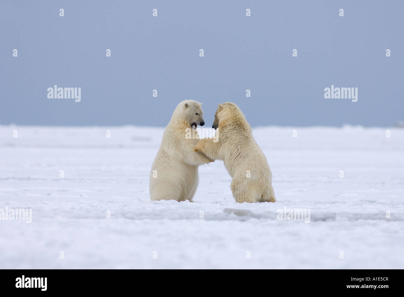 polar bears Ursus maritimus cubs playing around on the pack ice 1002 coastal plain of the Arctic ...