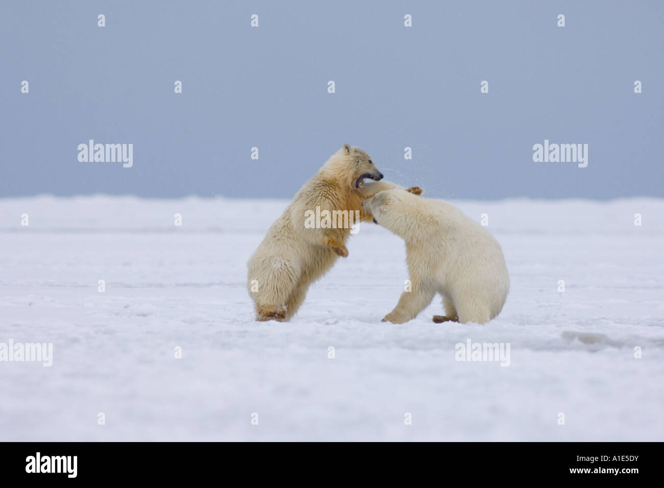 polar bears Ursus maritimus cubs playing around on the pack ice 1002 coastal plain of the Arctic ...