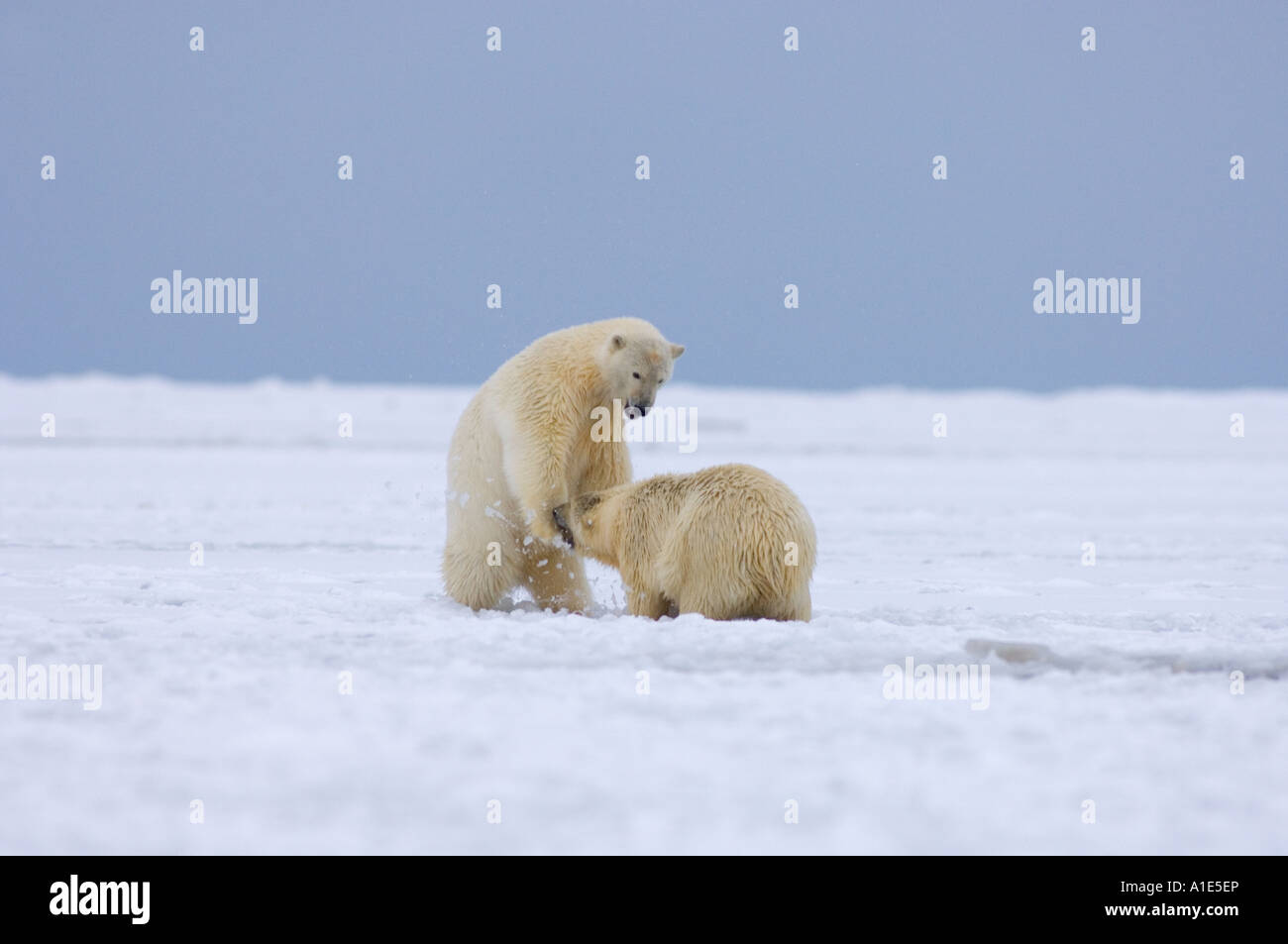 polar bears Ursus maritimus cubs playing around on the pack ice 1002 coastal plain of the Arctic ...