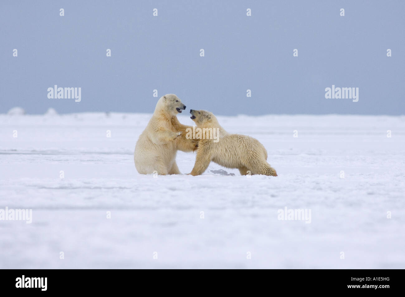 polar bears Ursus maritimus cubs playing around on the pack ice 1002 coastal plain of the Arctic ...
