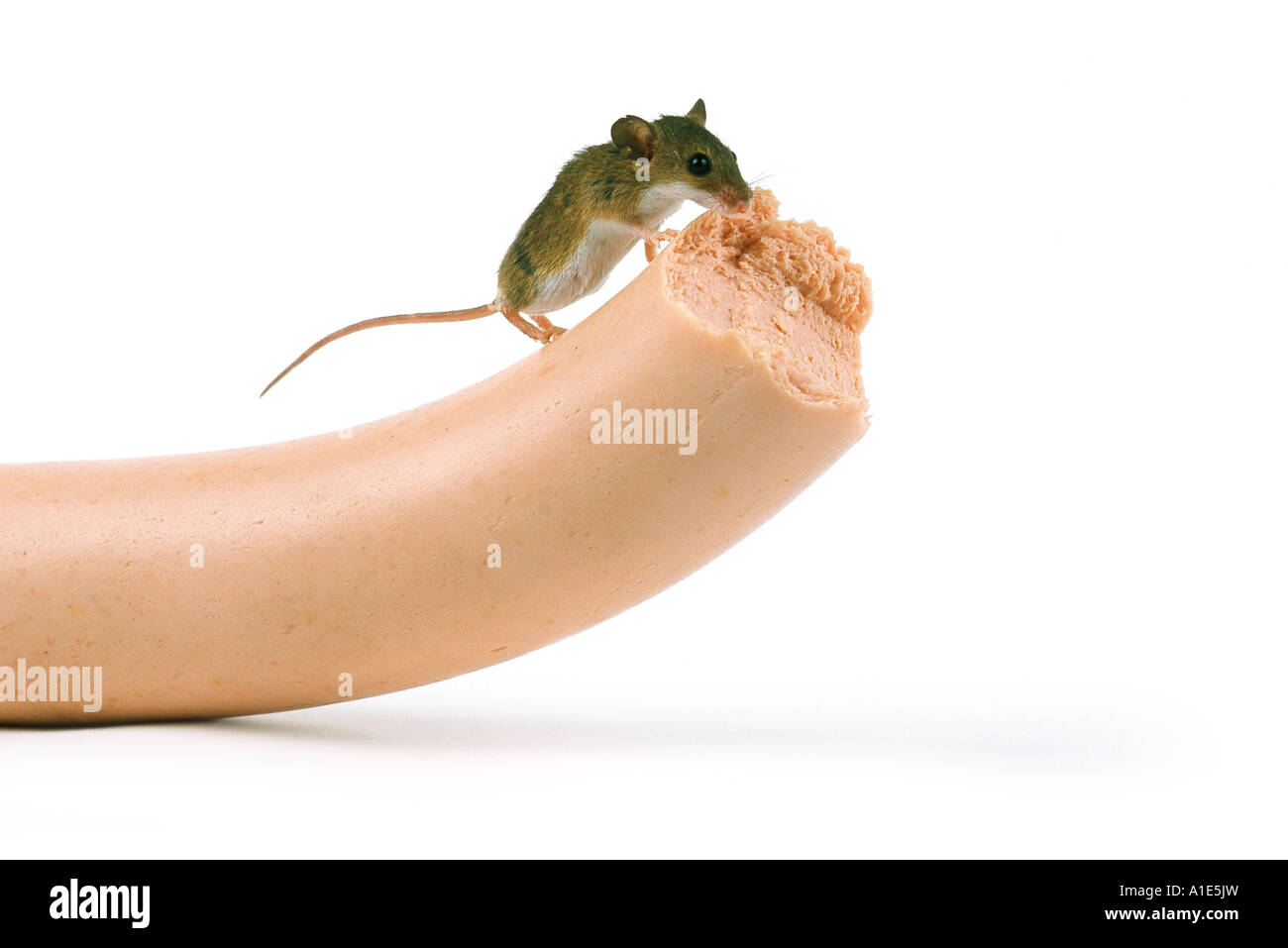 African pygmy mouse (Mus minutoides), on pork sausage Stock Photo - Alamy