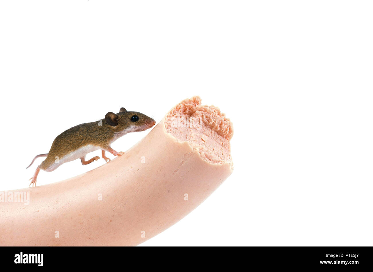 African pygmy mouse (Mus minutoides), on pork sausage Stock Photo - Alamy