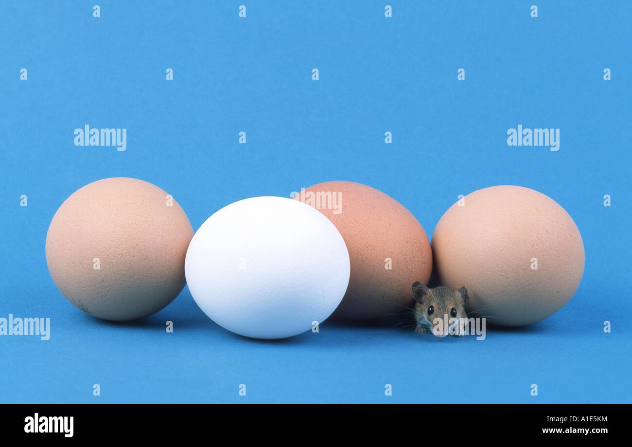 African pygmy mouse (Mus minutoides), crepping among eggs Stock Photo ...