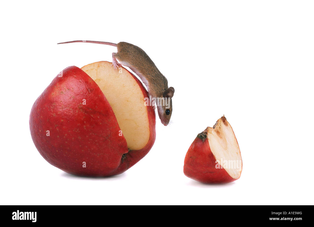 African pygmy mouse (Mus minutoides), on apple Stock Photo - Alamy