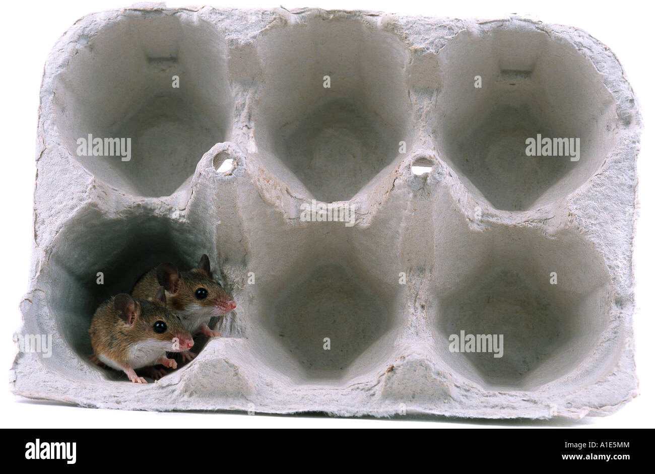 African Pygmy Mouse High Resolution Stock Photography and Images - Alamy