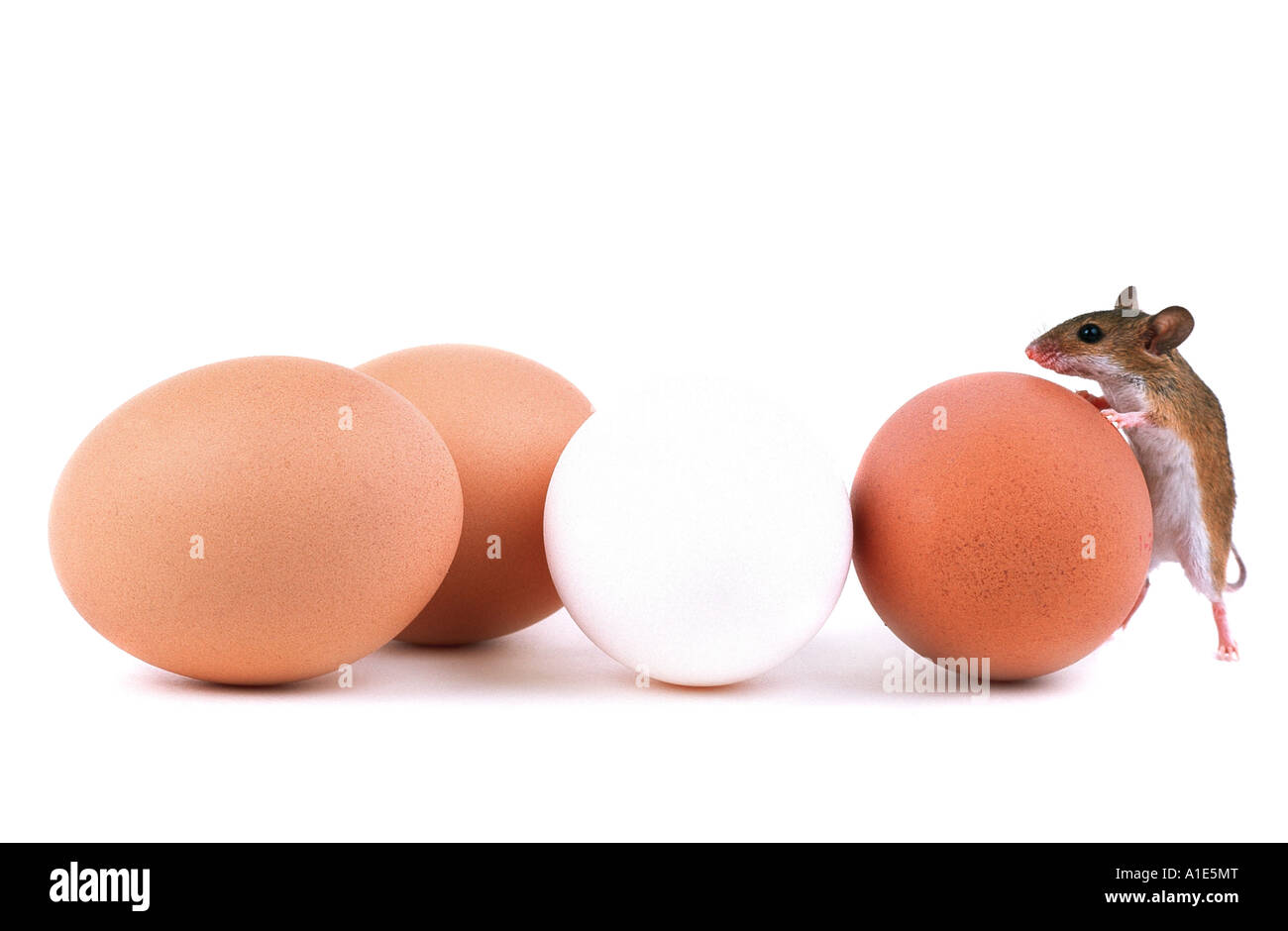 African pygmy mouse (Mus minutoides), on eggs Stock Photo - Alamy