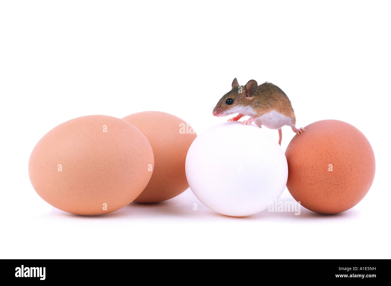 African pygmy mouse (Mus minutoides), on eggs Stock Photo - Alamy