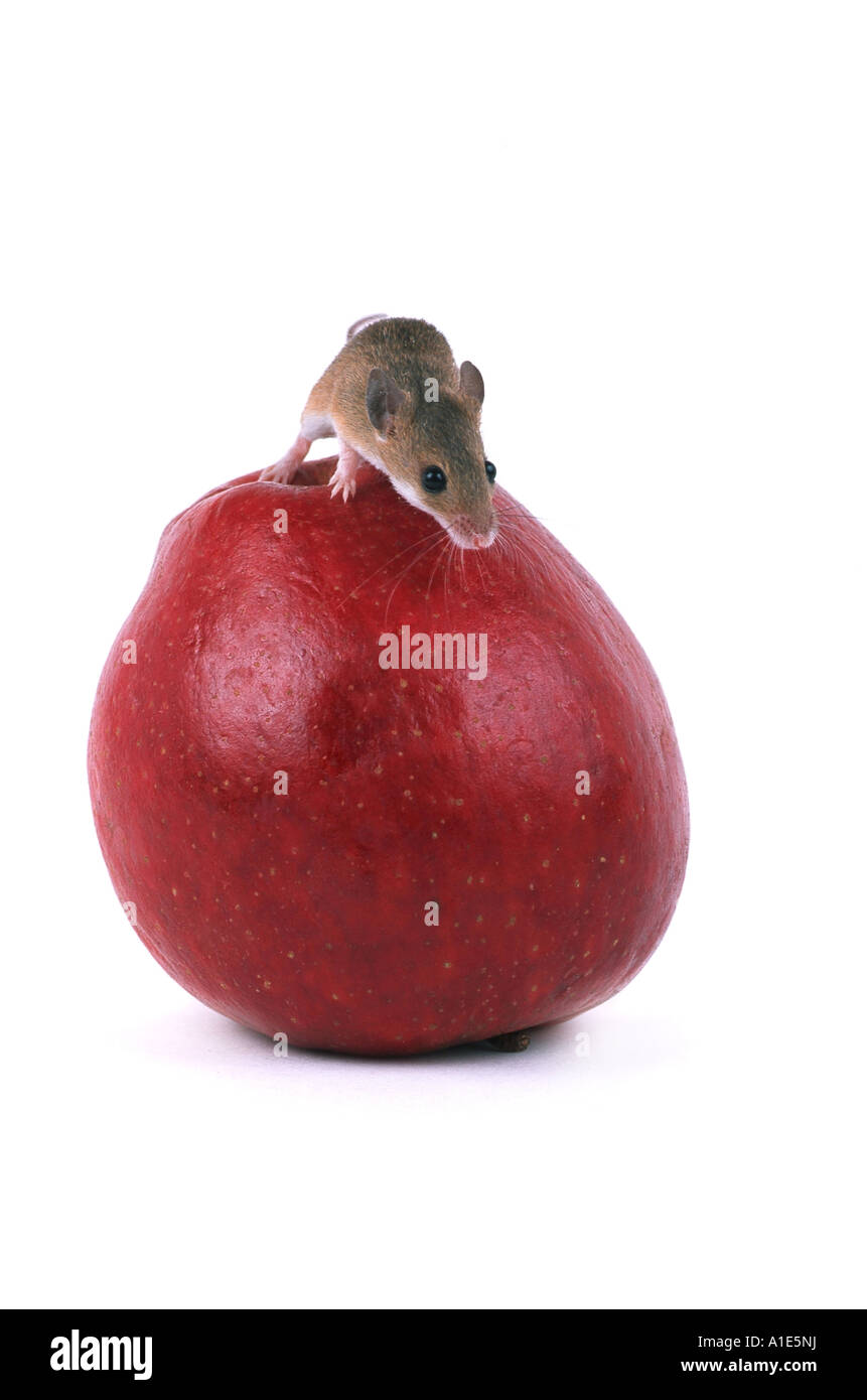 African pygmy mouse (Mus minutoides), on an apple Stock Photo - Alamy