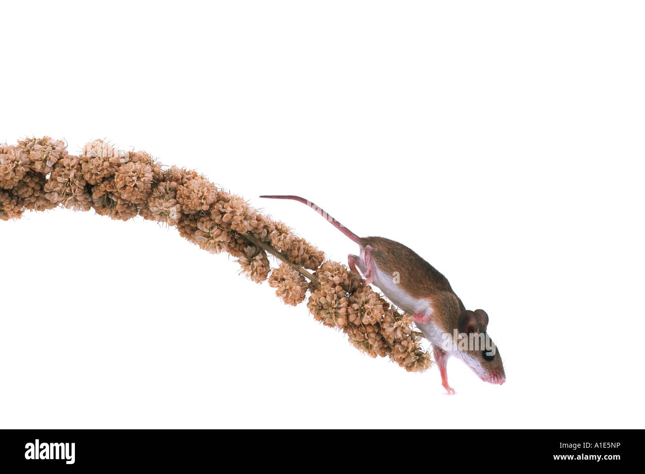 African pygmy mouse hi-res stock photography and images - Alamy