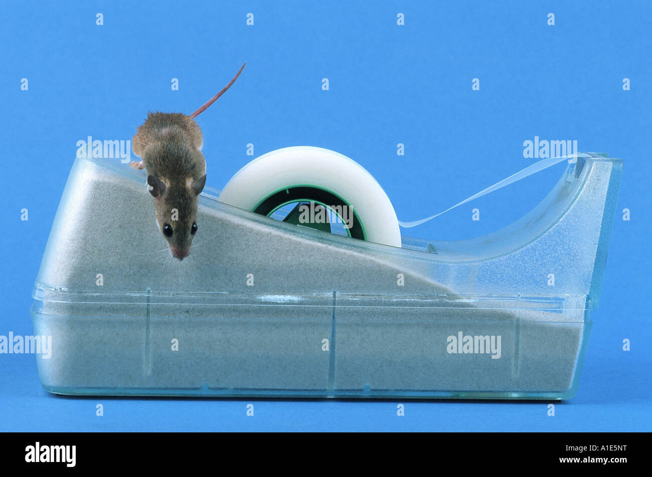 African pygmy mouse (Mus minutoides), on roll of adhesive tape Stock ...