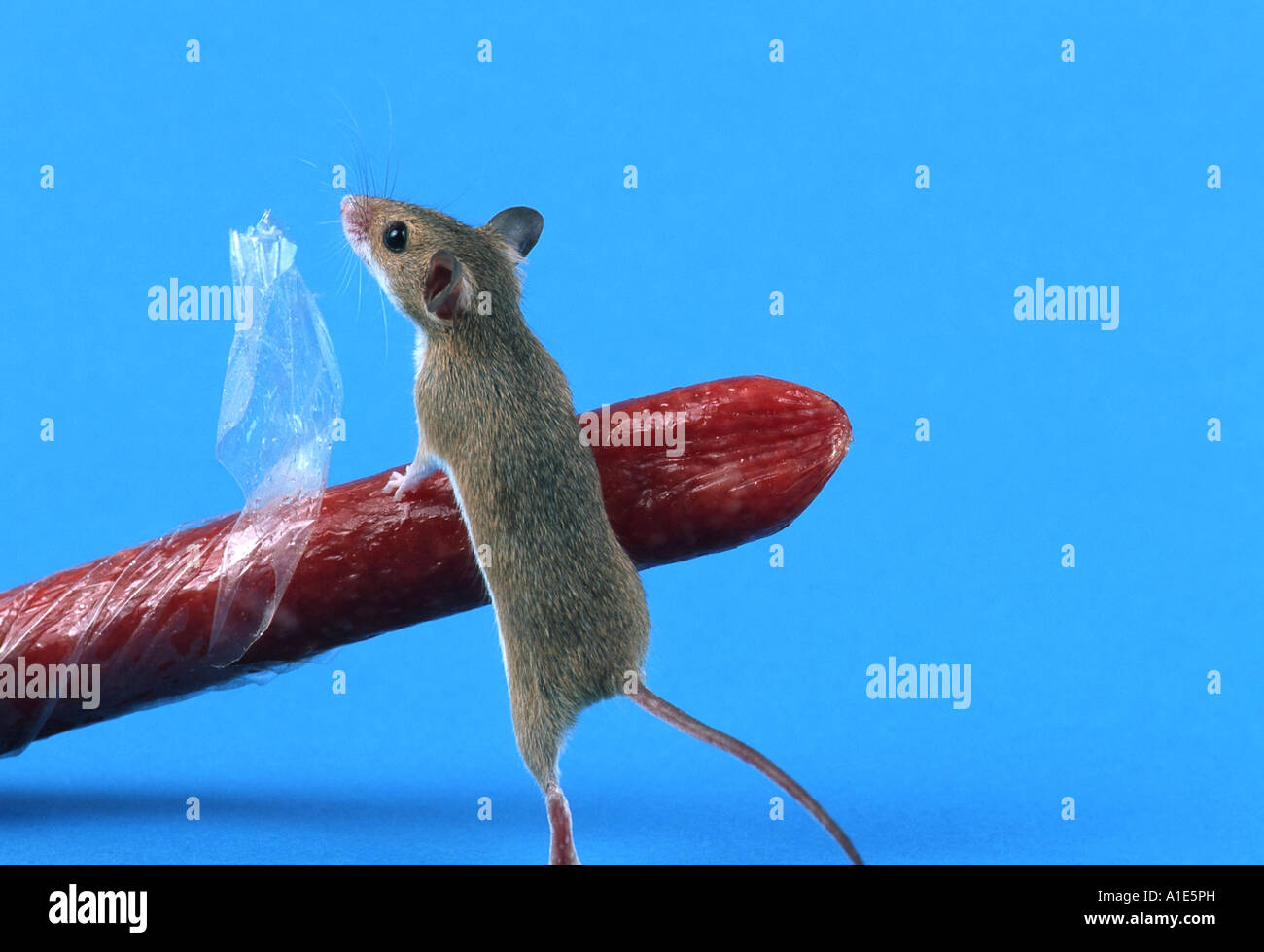 African pygmy mouse (Mus minutoides), on salami Stock Photo - Alamy