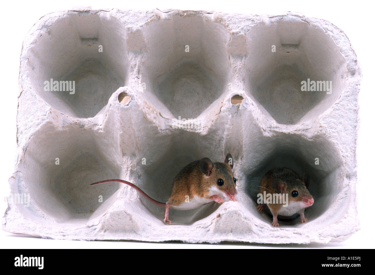 African pygmy mouse (Mus minutoides), in egg carton Stock Photo - Alamy