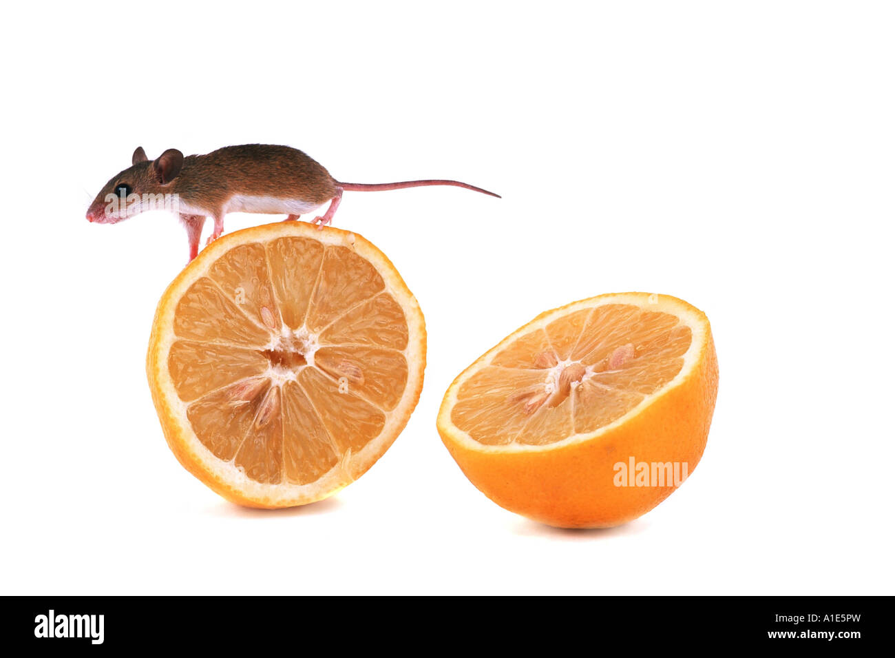 African pygmy mouse (Mus minutoides), on orange Stock Photo - Alamy