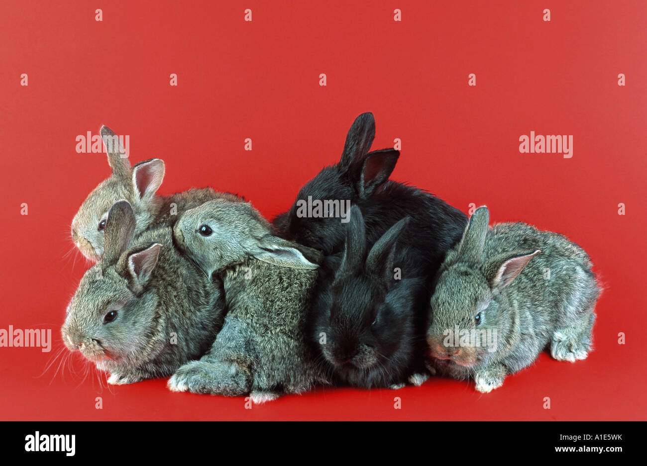 domestic rabbit (Oryctolagus cuniculus f. domestica), Neuseelaender-mix ...