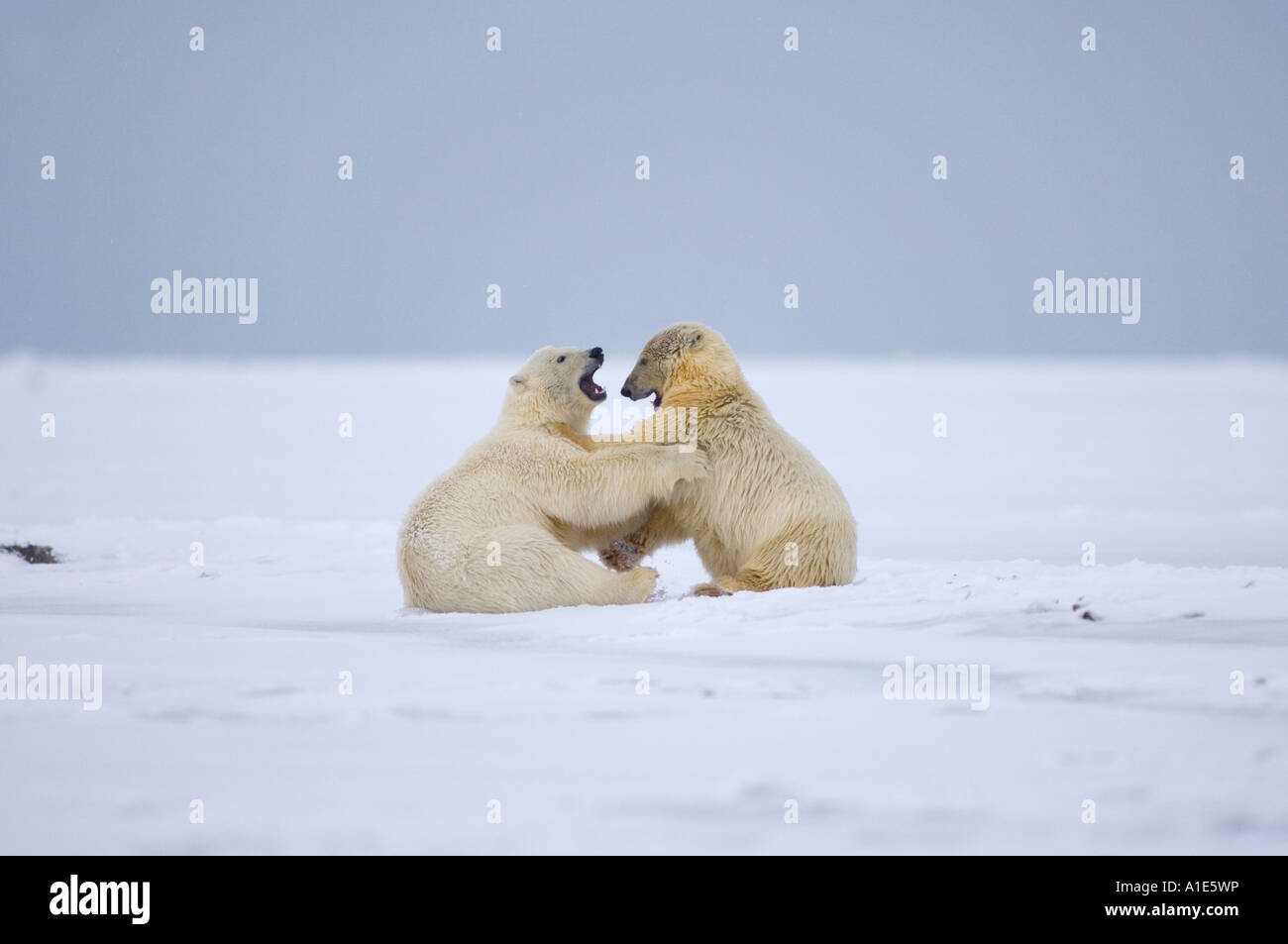 polar bears Ursus maritimus cubs playing around on the pack ice 1002 coastal plain of the Arctic ...
