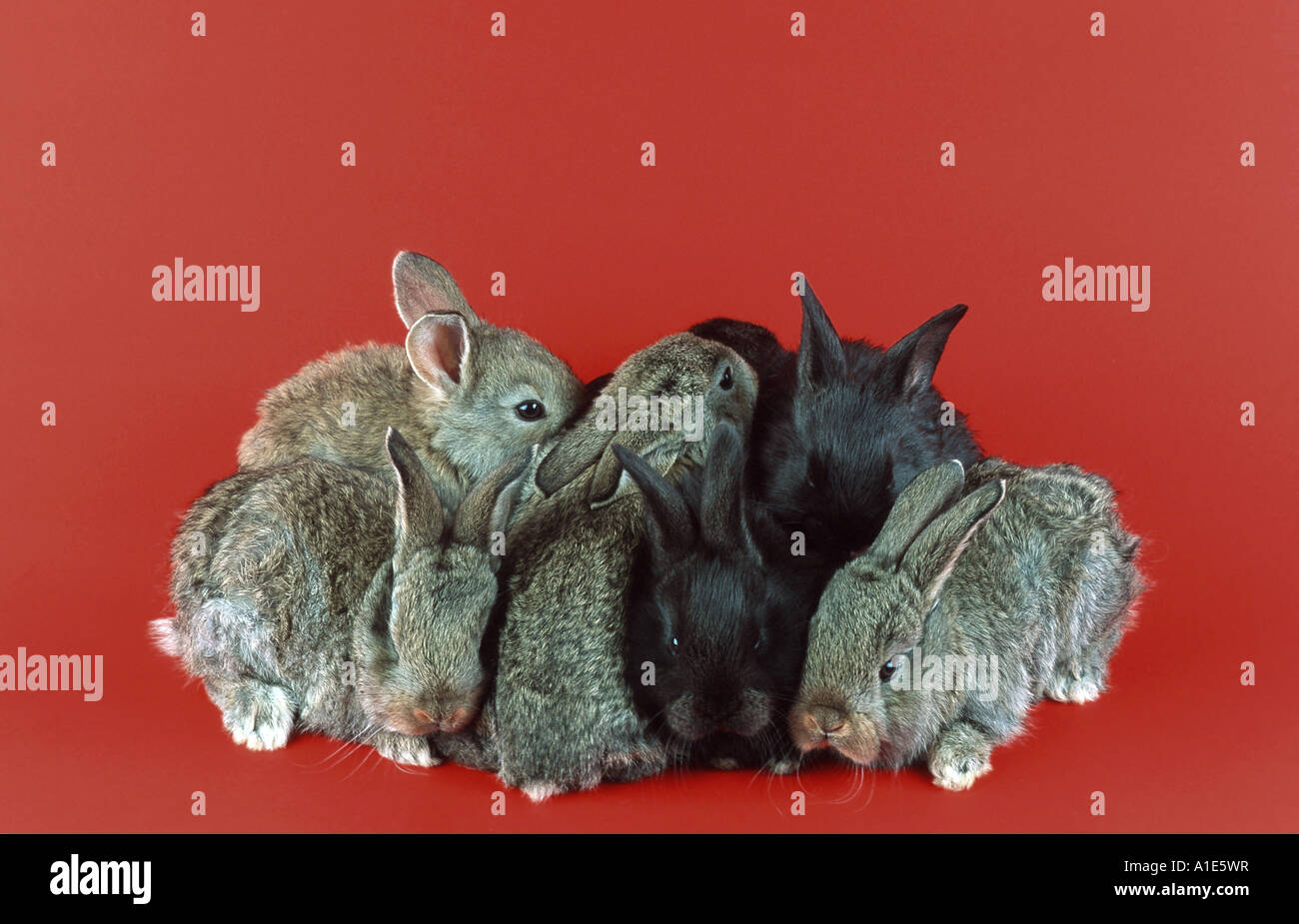 domestic rabbit (Oryctolagus cuniculus f. domestica), Neuseelaender-mix ...