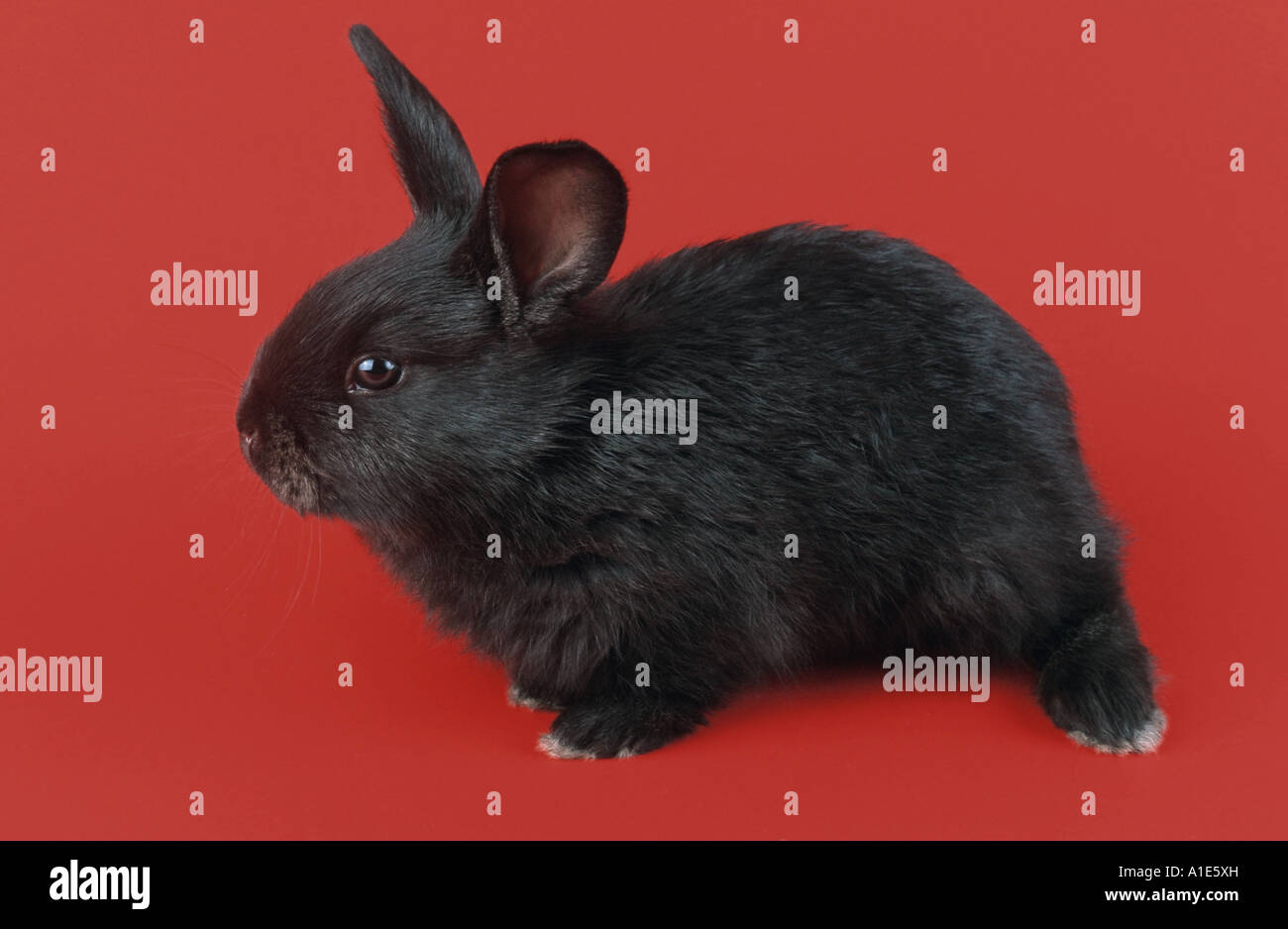 domestic rabbit (Oryctolagus cuniculus f. domestica), Neuseelaender-mix ...