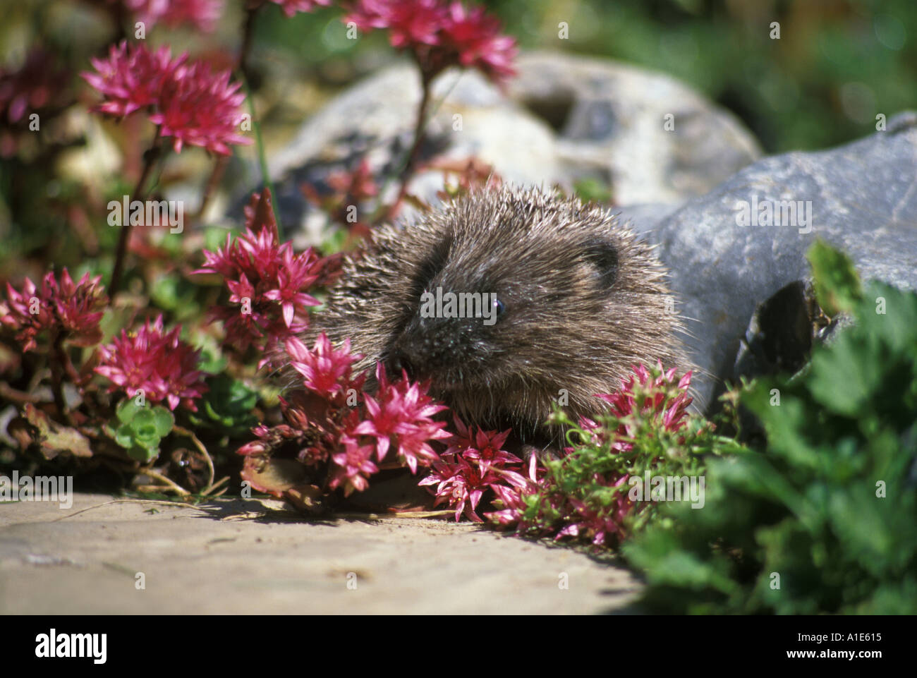 Hedgehog in a garden in England UK Stock Photo - Alamy