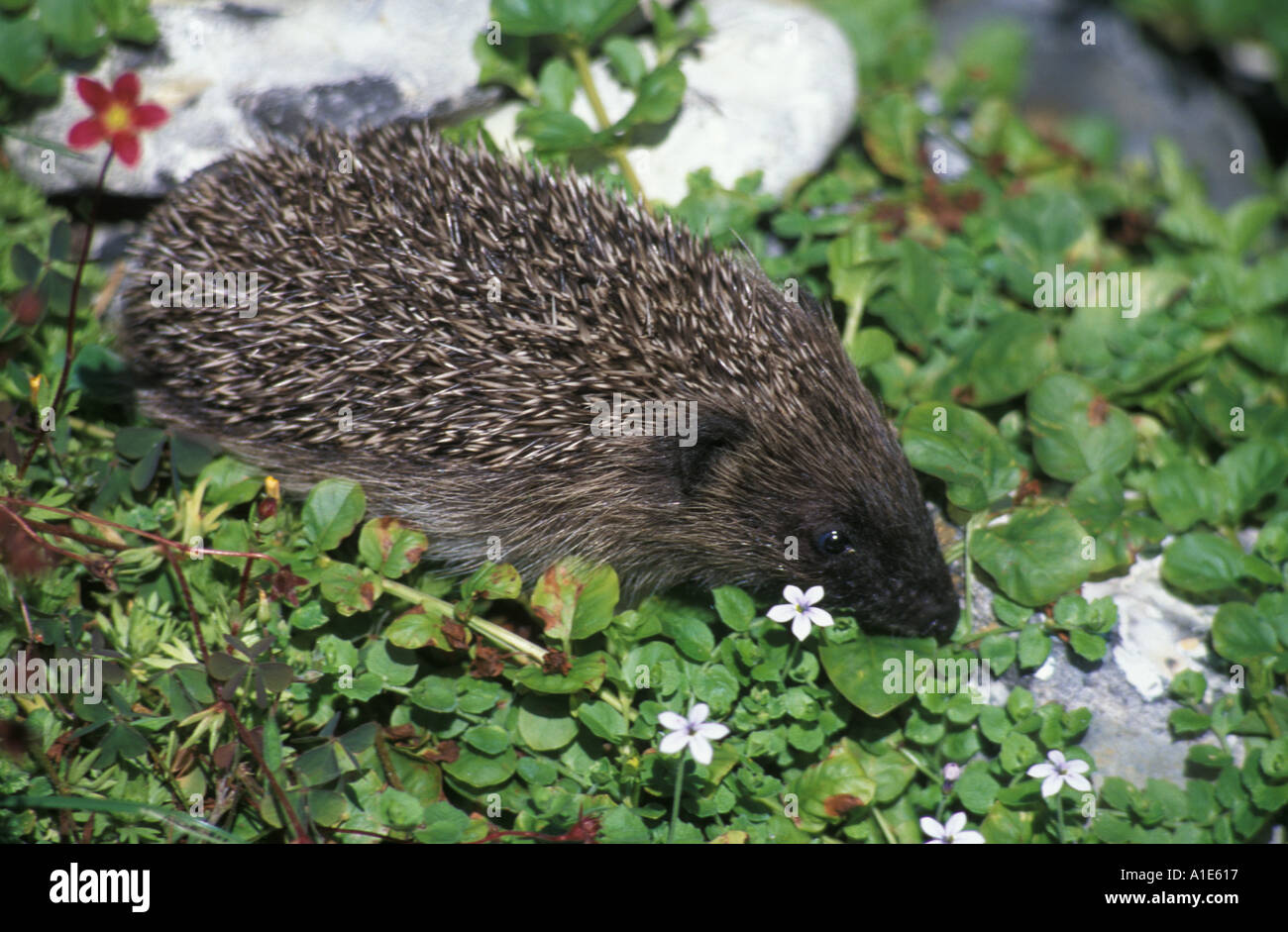 Hedgehog in a garden in England UK Stock Photo - Alamy
