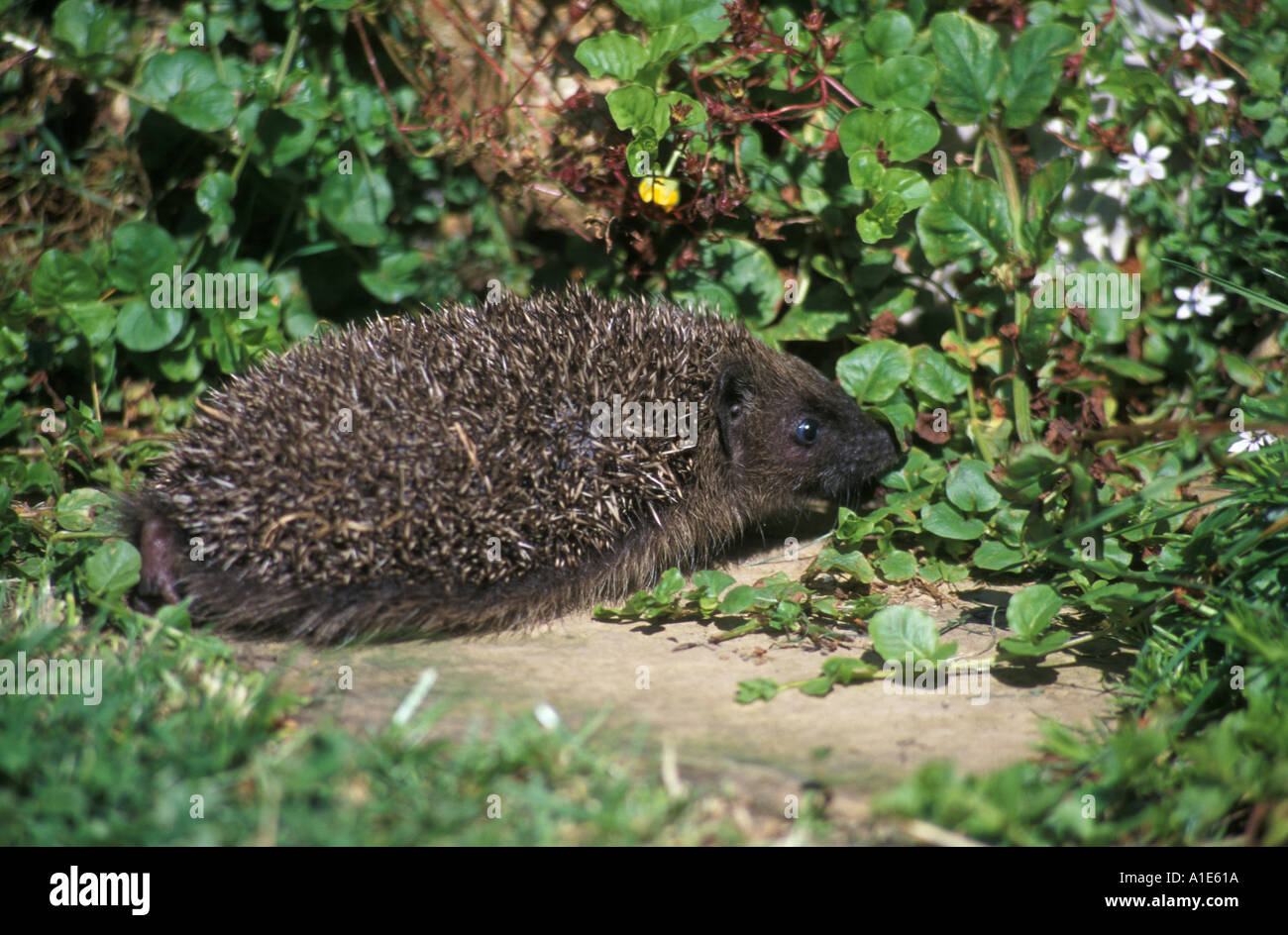 Hedgehog england leaves hi-res stock photography and images - Alamy