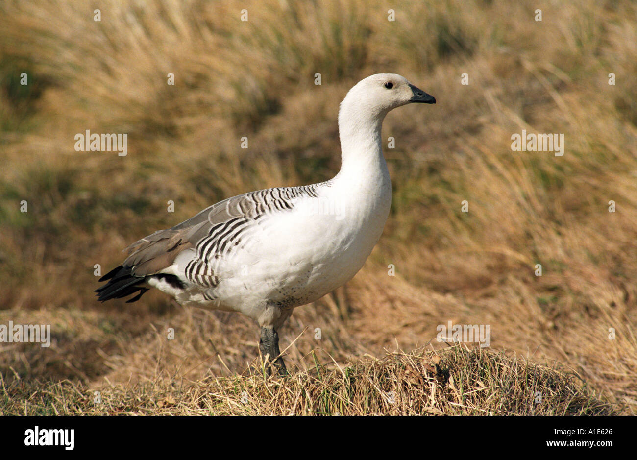 Upland Goose in the Falkland Islands Stock Photo - Alamy