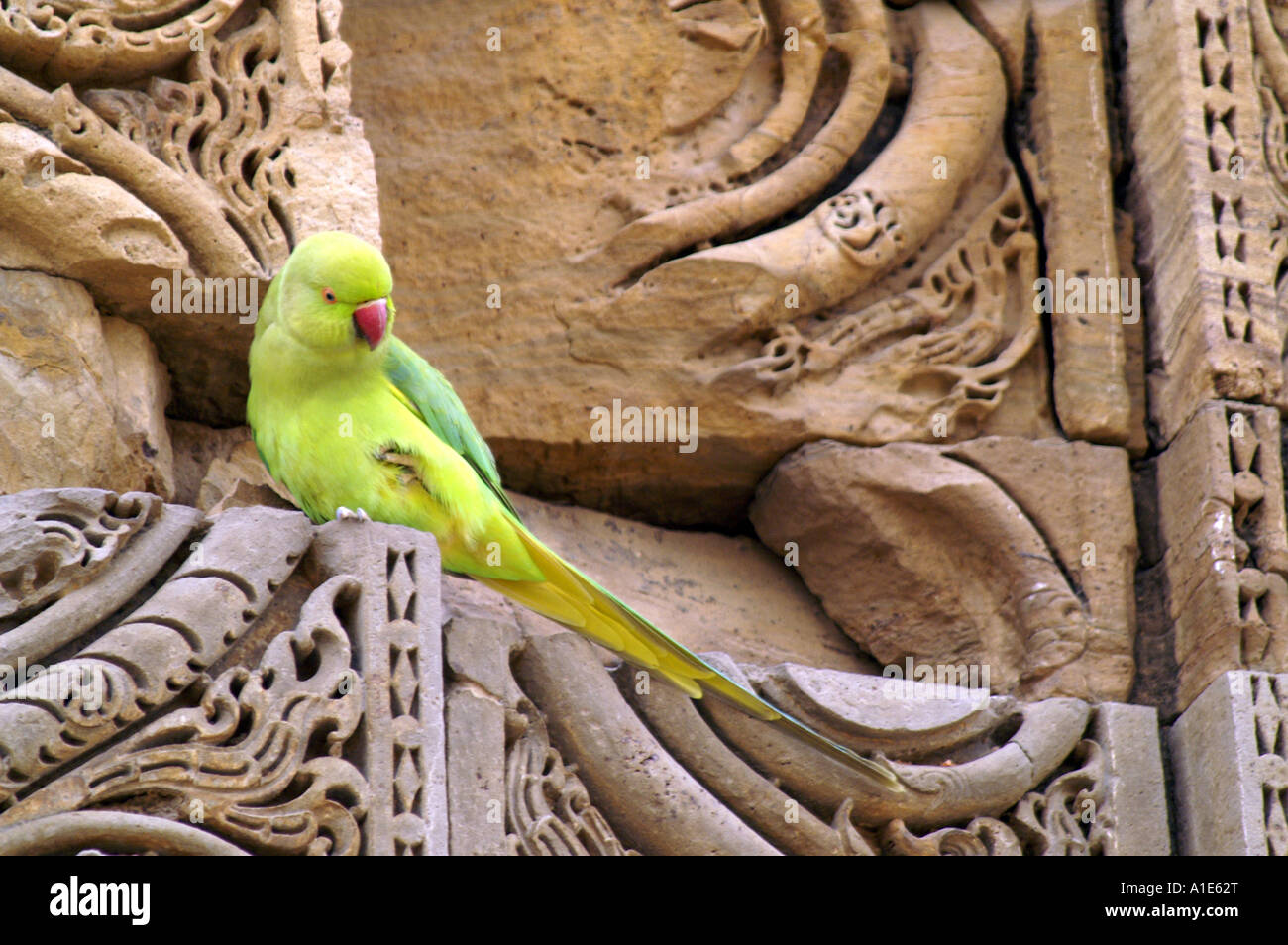 Parrot on stone at Qutb Minar ancient archaeological complex in New ...