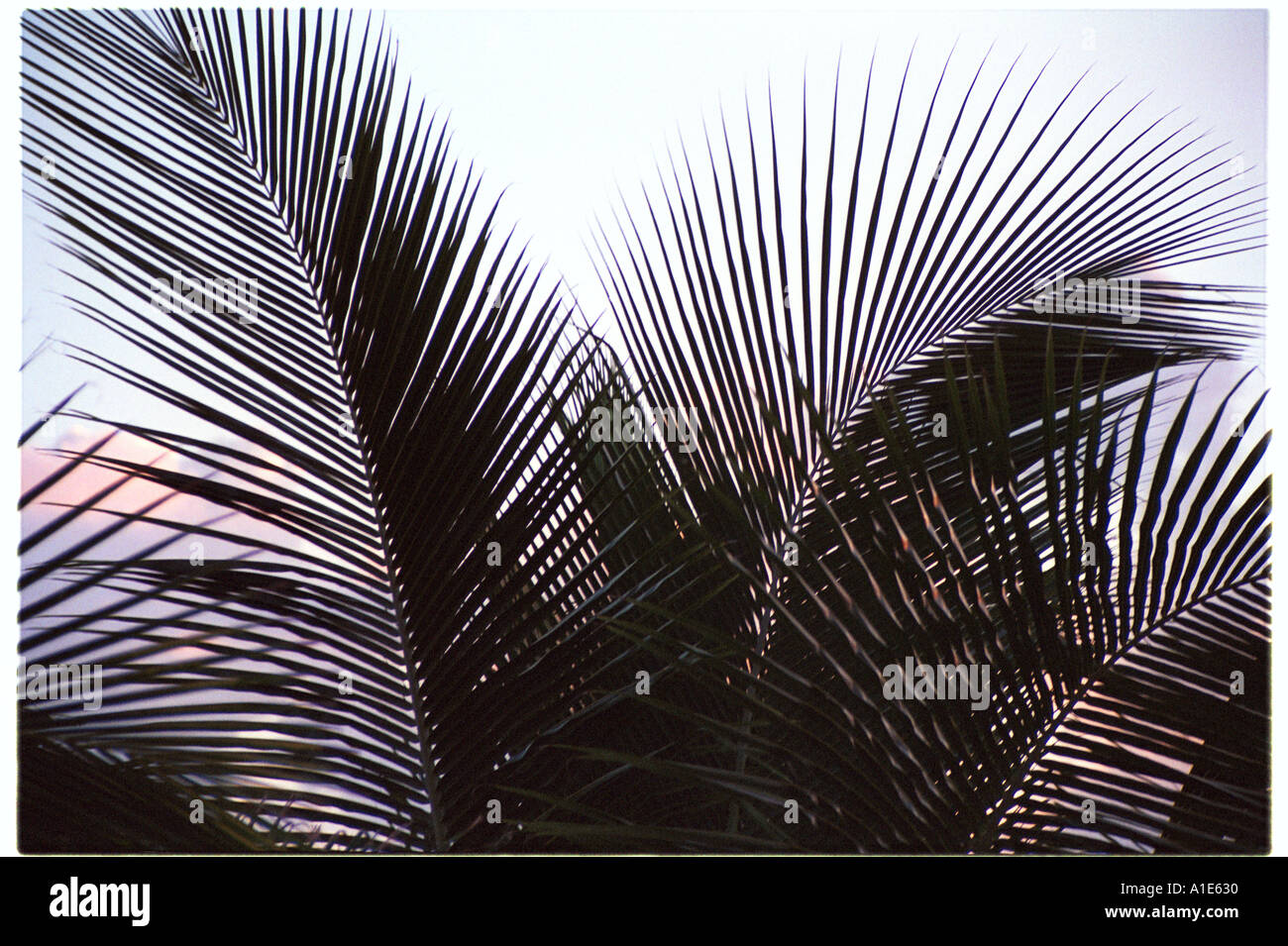 Abstract of Palm fronds Stock Photo - Alamy