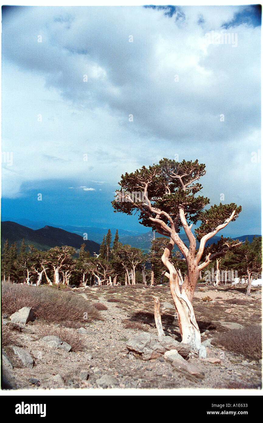 Bristle cone pine colorado hi-res stock photography and images - Alamy