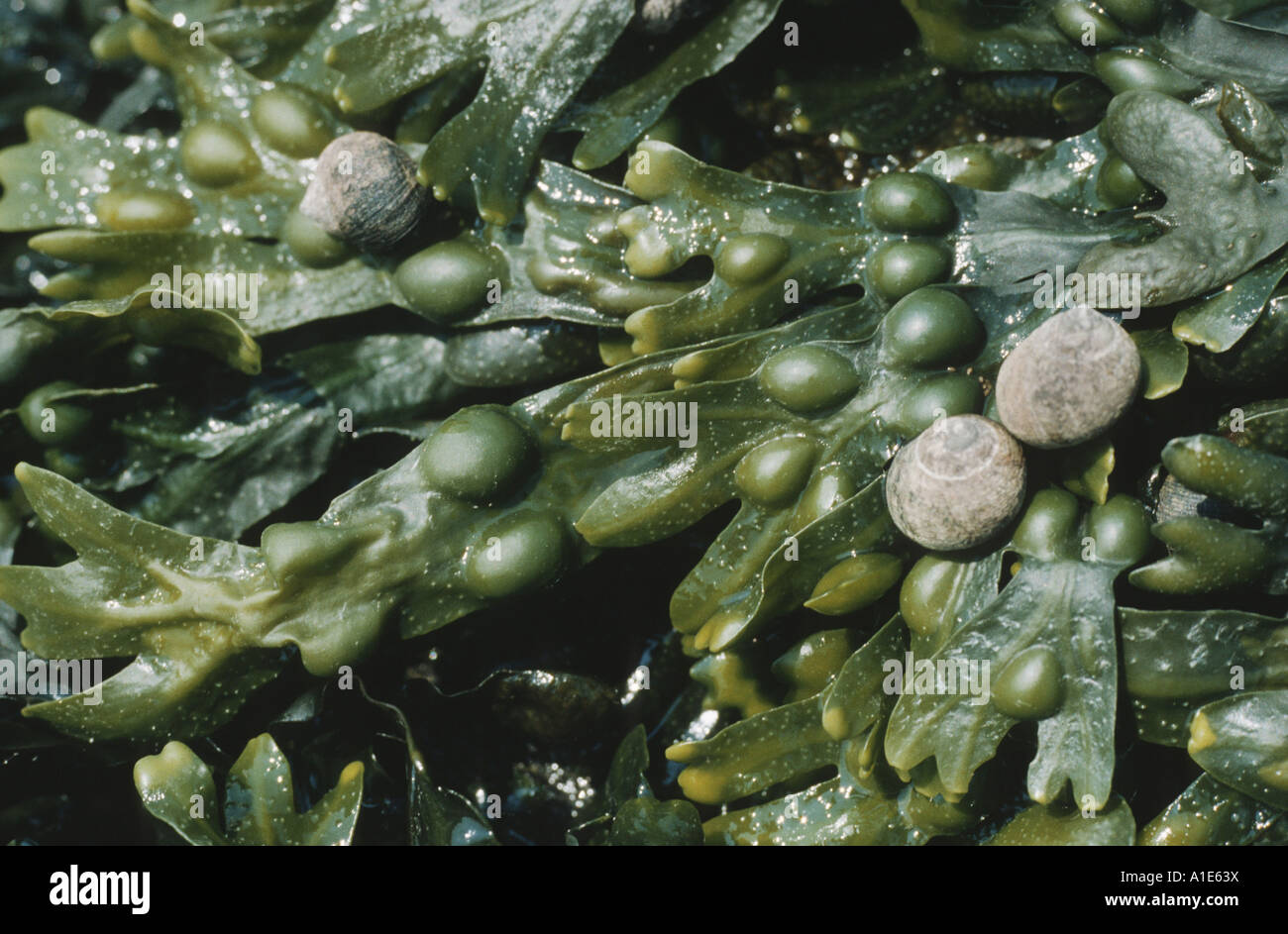 bladderwrack (Fucus vesiculosus), detail Stock Photo - Alamy