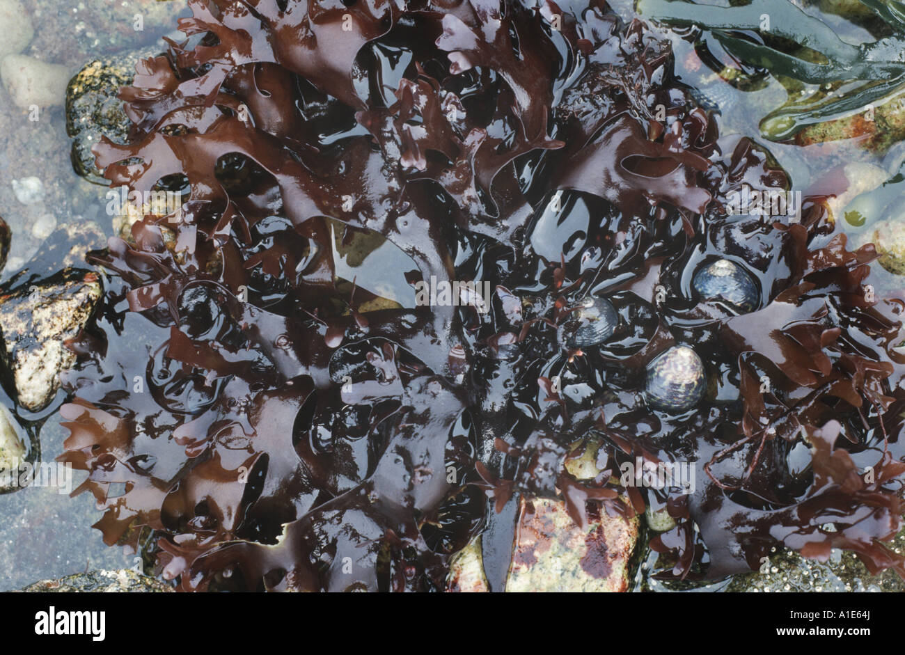 Chondrus crispus hi-res stock photography and images - Alamy