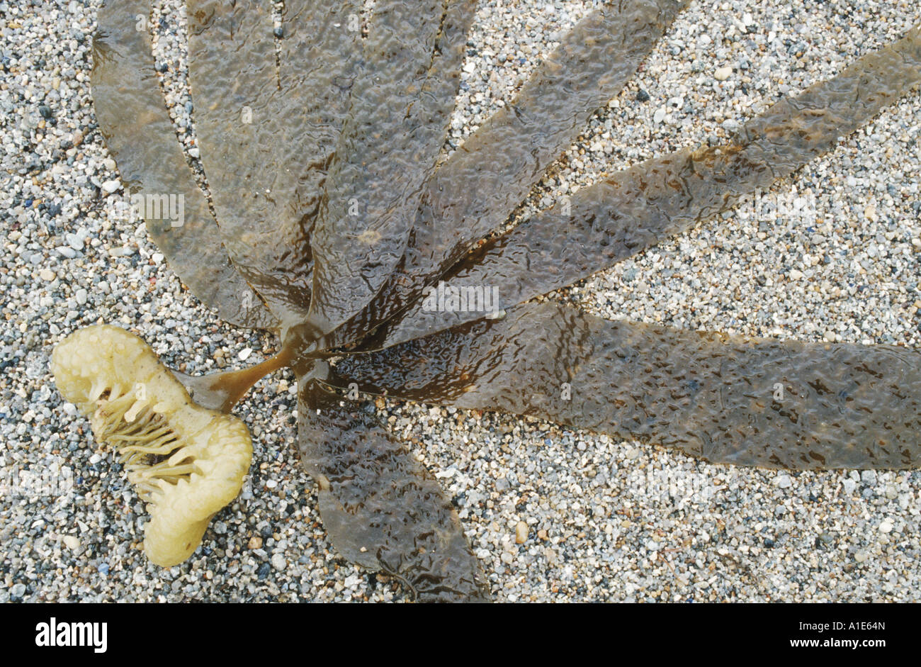 brown seaweed, furbelow (Saccorhiza polyschides), detail of a single ...