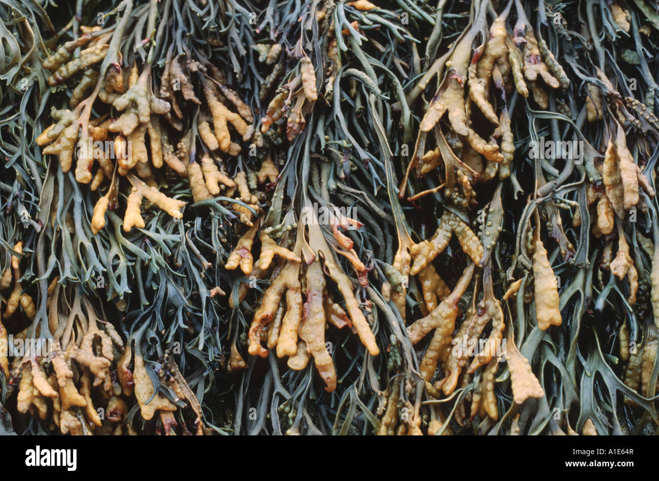 channel wrack, cow tang (Pelvetia canaliculata ), detail Stock Photo ...