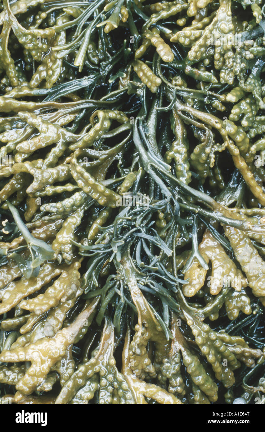 Cow tang pelvetia canaliculata hi-res stock photography and images - Alamy