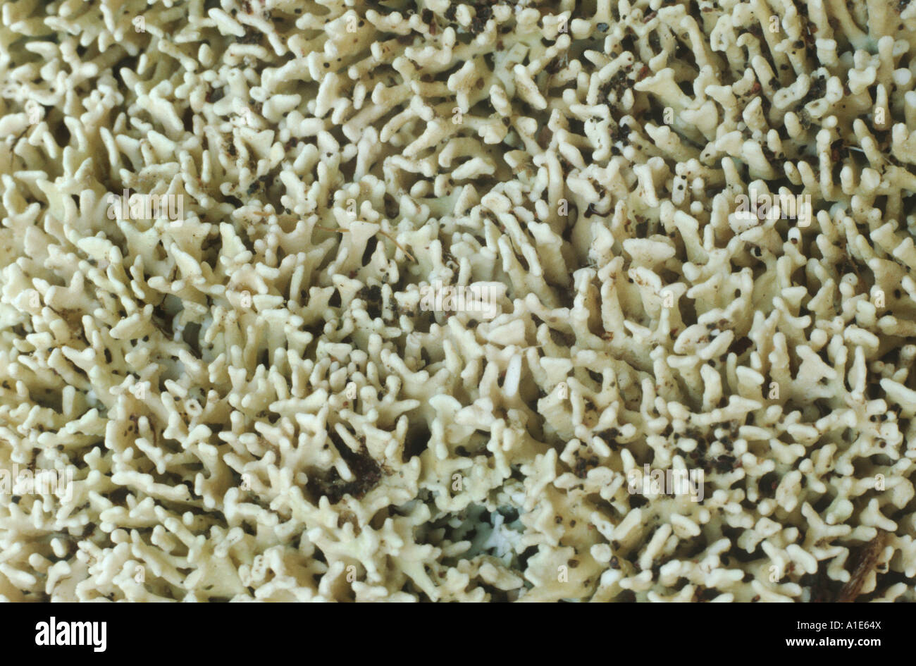 Lithophyllum hi-res stock photography and images - Alamy