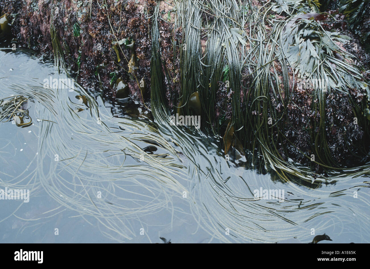 Multiple seaweeds hi-res stock photography and images - Alamy