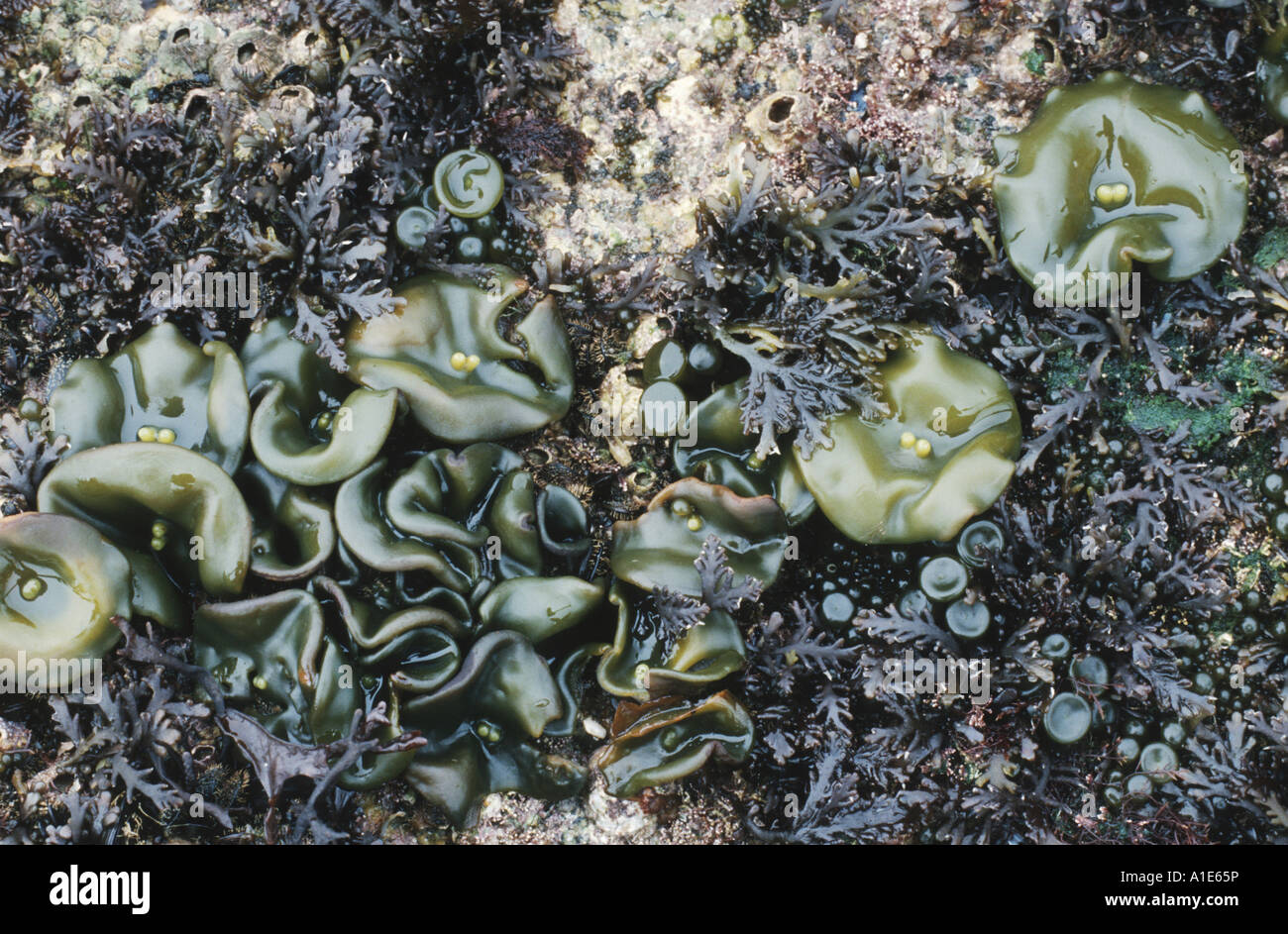 Thongweed himanthalia elongata brown seaweed hi-res stock photography ...