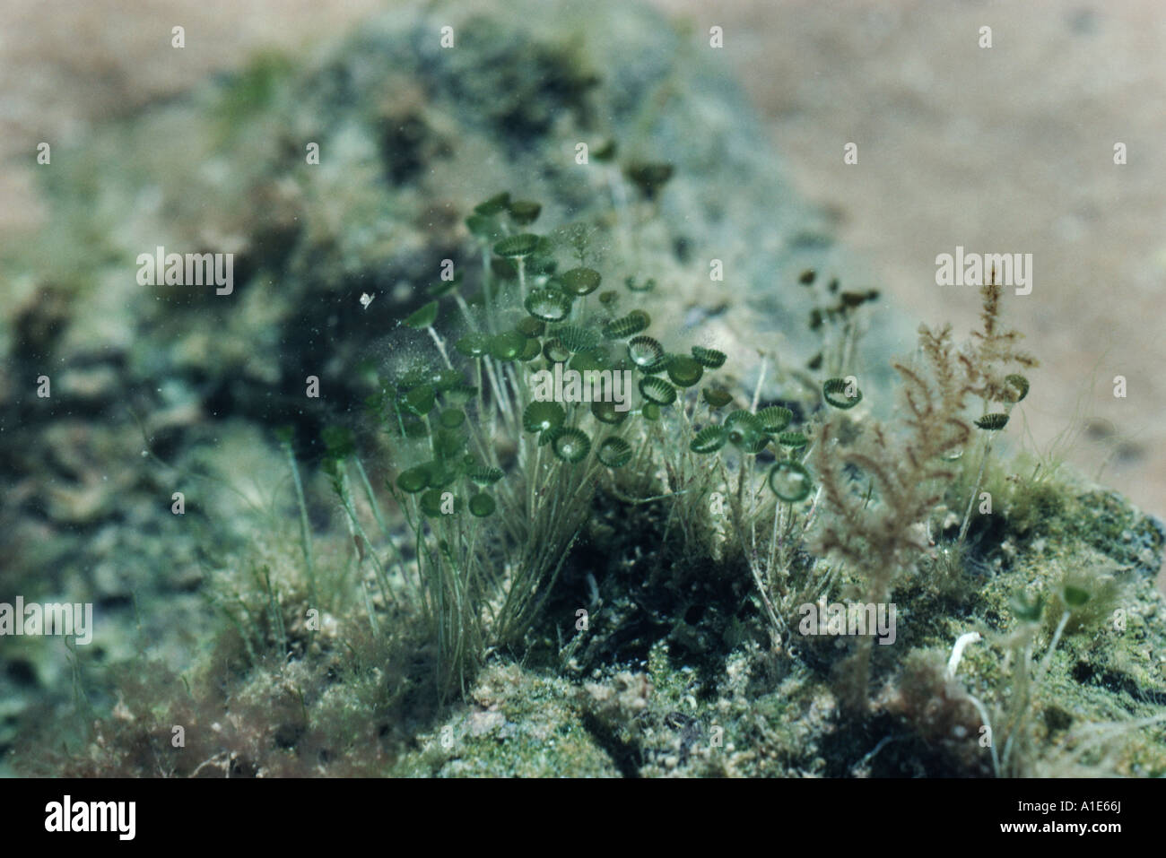 Marine Algae Identification