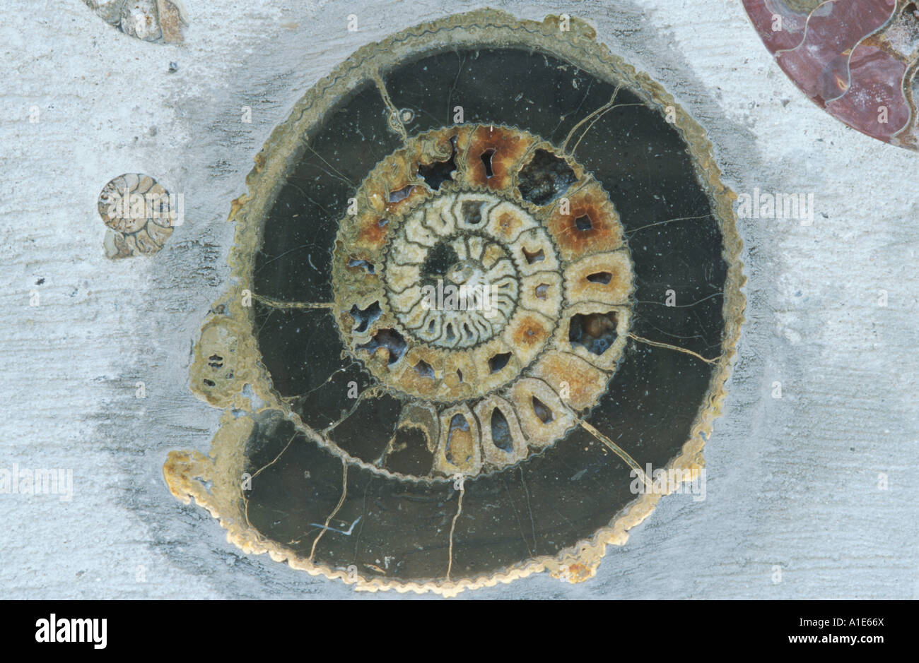 Spiral trace fossils hi-res stock photography and images - Alamy