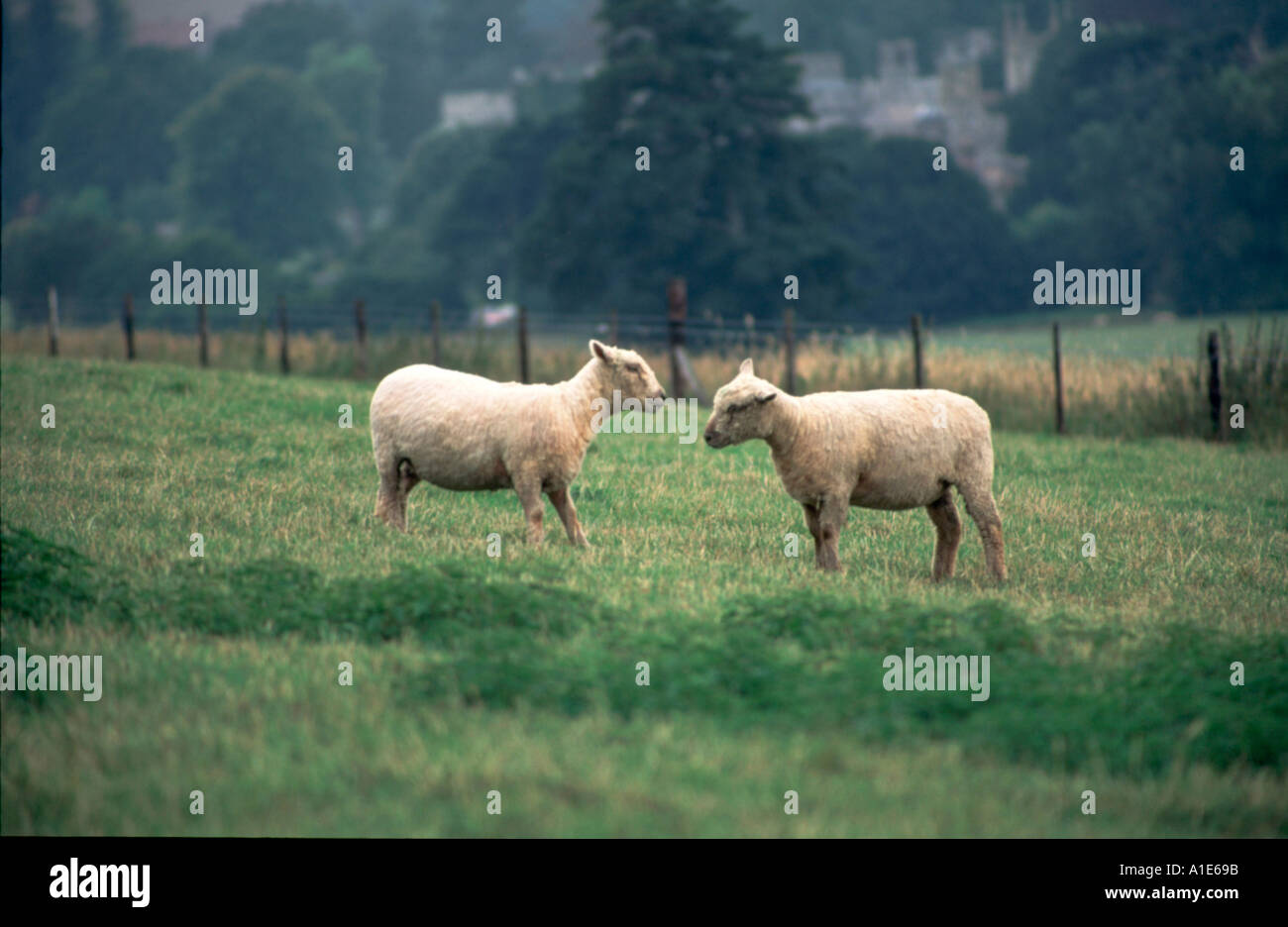 Confronting each other hi-res stock photography and images - Alamy