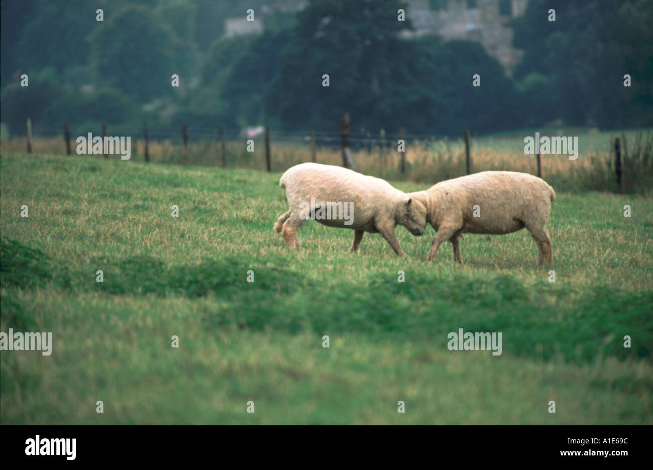 Young rams confronting each other Stock Photo - Alamy