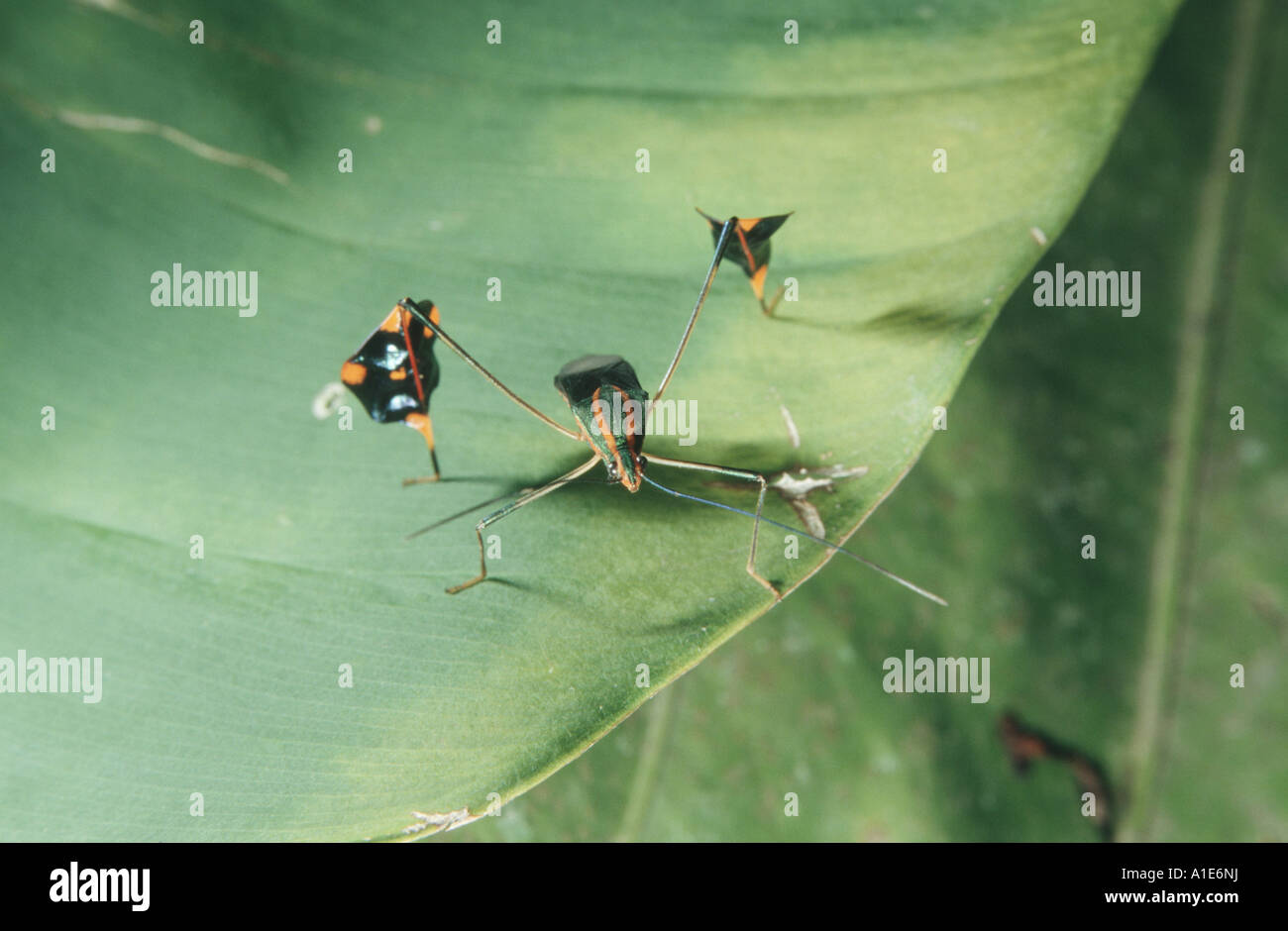 Bug anisocelis hi-res stock photography and images - Alamy