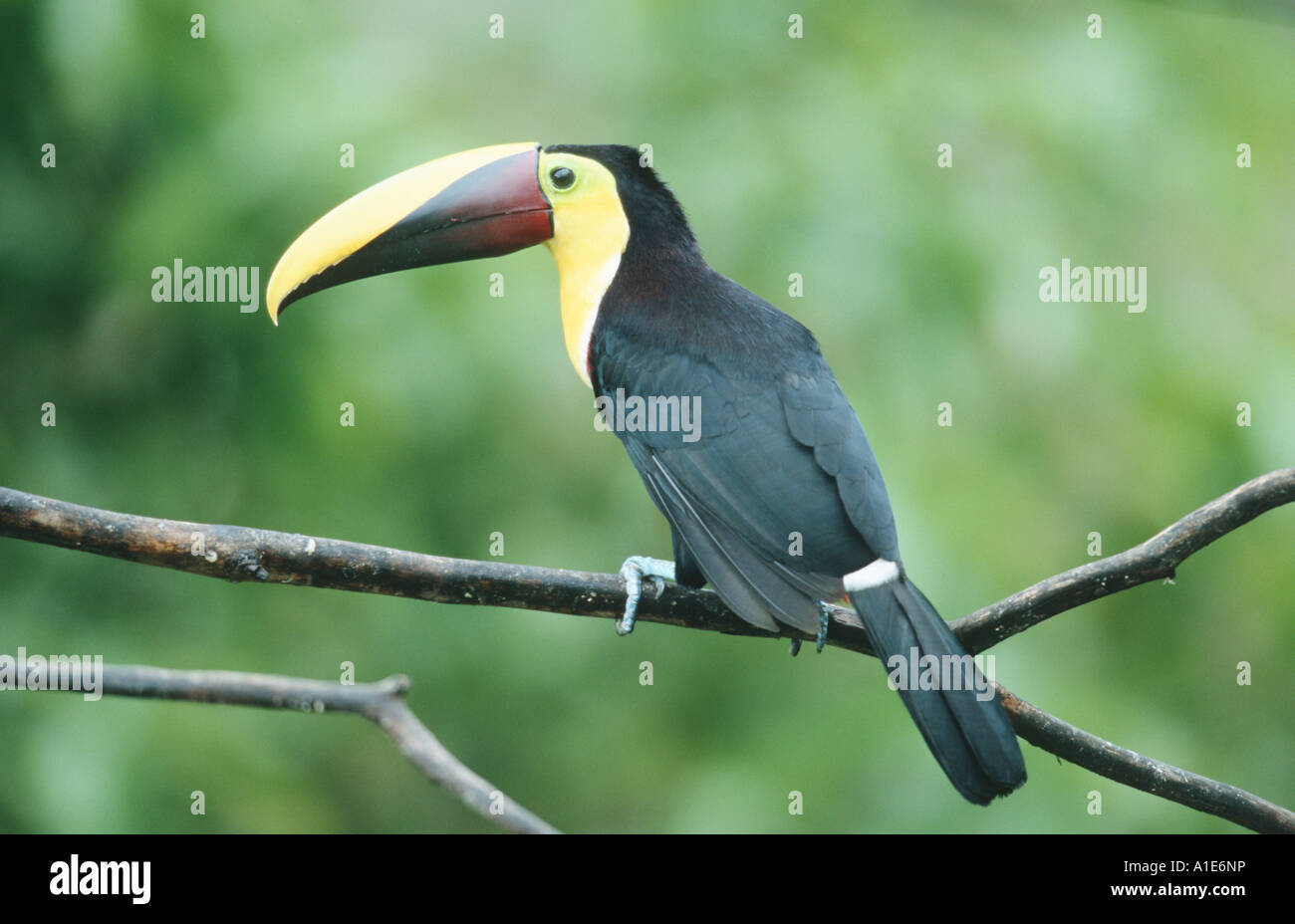 Black-Mandibled Toucan, Yellow-throated Toucan (Ramphastos ambiguus ssp ...