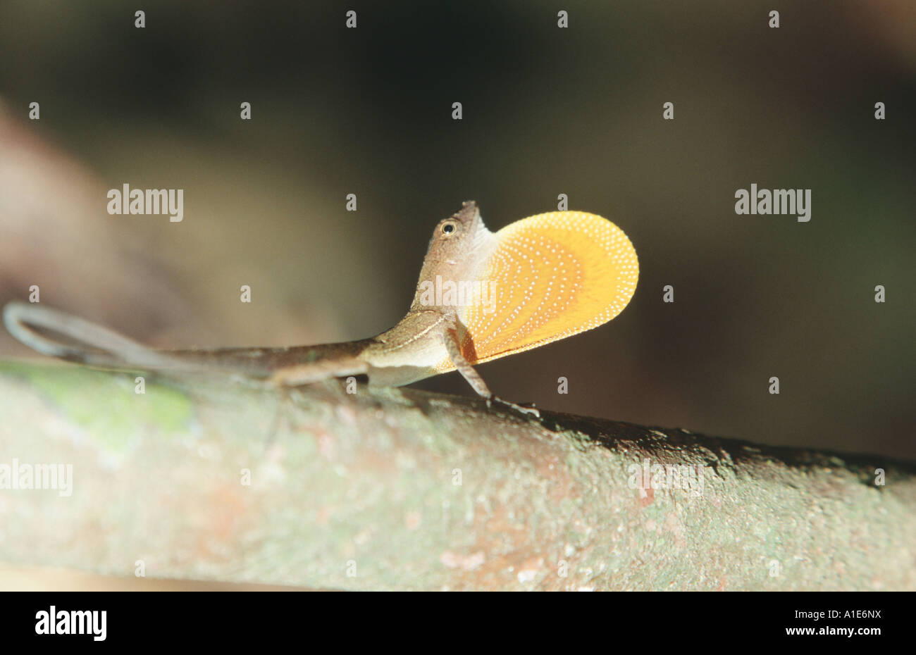 Brown Anole, Golfo Dulce Anole (Norops polylepis), in tropical rain ...