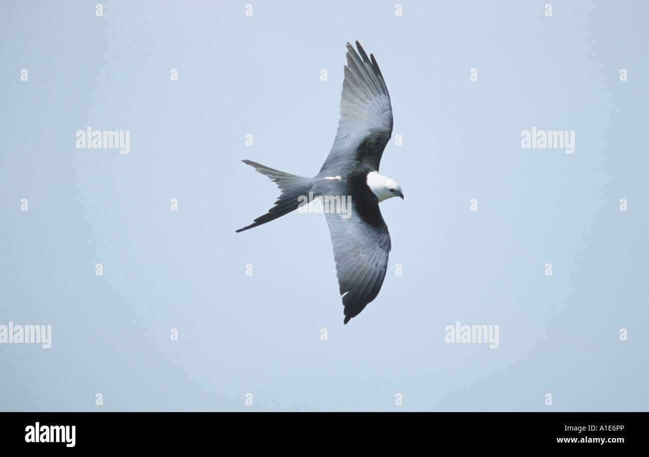 swallow-tailed kite (Elanoides forficatus), flying, Costa Rica Stock ...