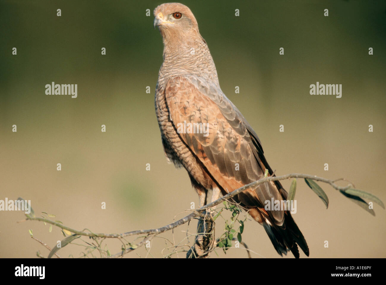 savannah hawk (Buteogallus meridionalis), on a twig, Brazil, Pantanal ...