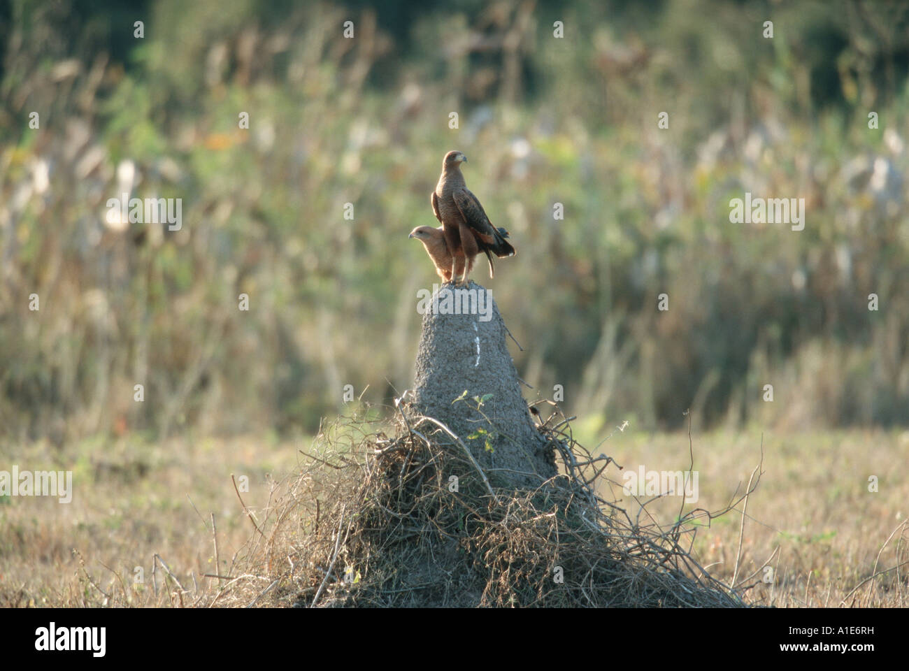 savannah hawk (Buteogallus meridionalis), two animals on a termite ...