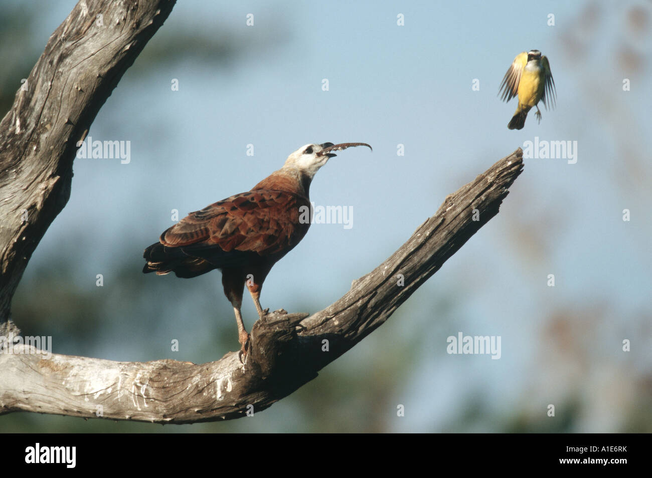 Black collared hawk eating fish hi-res stock photography and images - Alamy