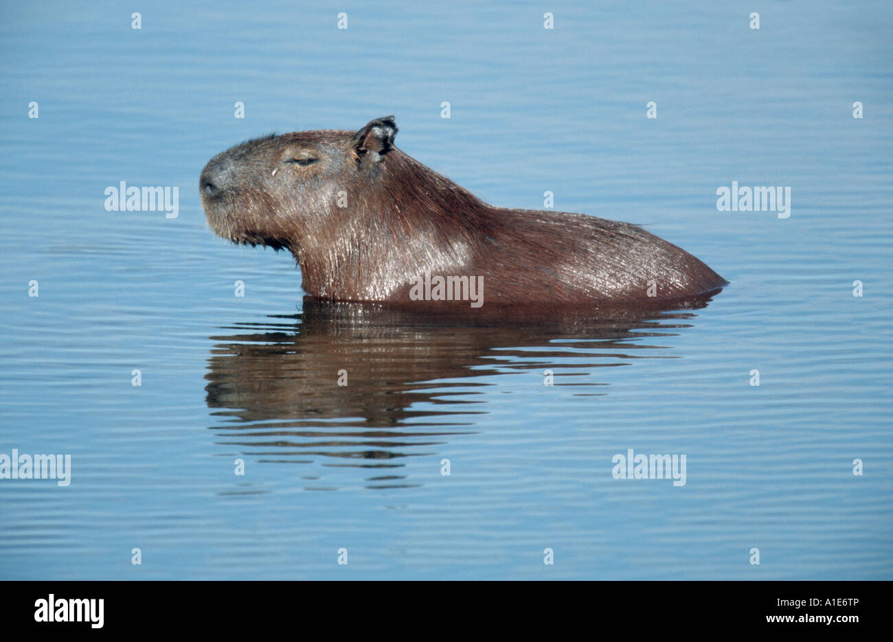 capybara, carpincho (Hydrochaeris hydrochaeris), in water, biggest ...