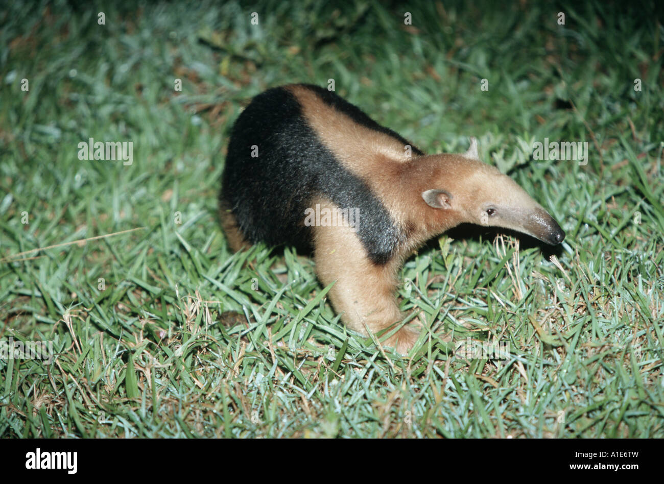 southern tamandua (Tamandua tetradactyla), Brazil, Pantanal, Mato ...